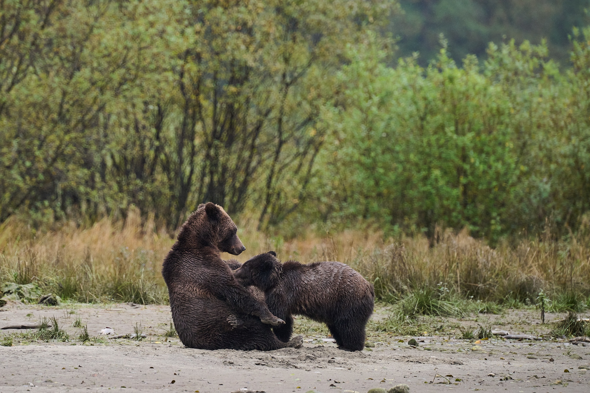 Grizzly Bears of the estuary - Mariola's Travel Blog